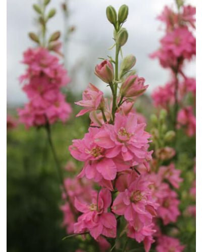 Larkspur QIS Rose – Sunline Ag