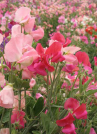 Sweet Peas Mix Colors – Sunline Ag