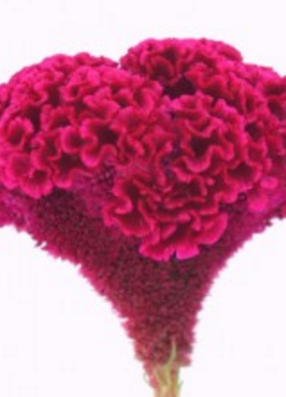 Celosia Cristata (Coxcomb), Tornado Red – Sunline Ag