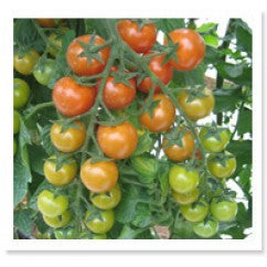 Tomato Master Cherry F1 – Sunline Ag